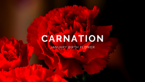 January Birth Flowers And Meanings - Flower Site